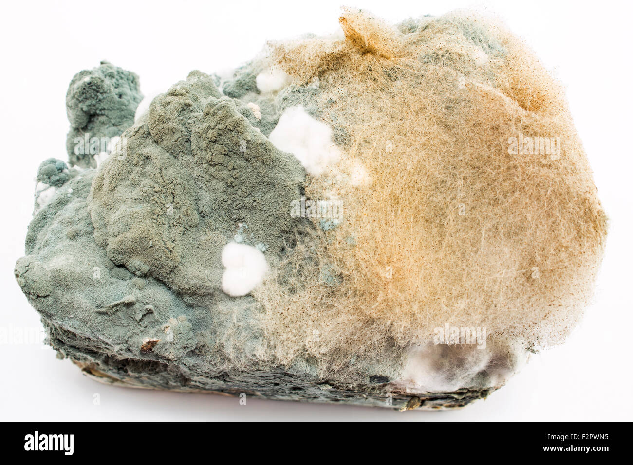 Moldy pork fat isolated on white Stock Photo - Alamy