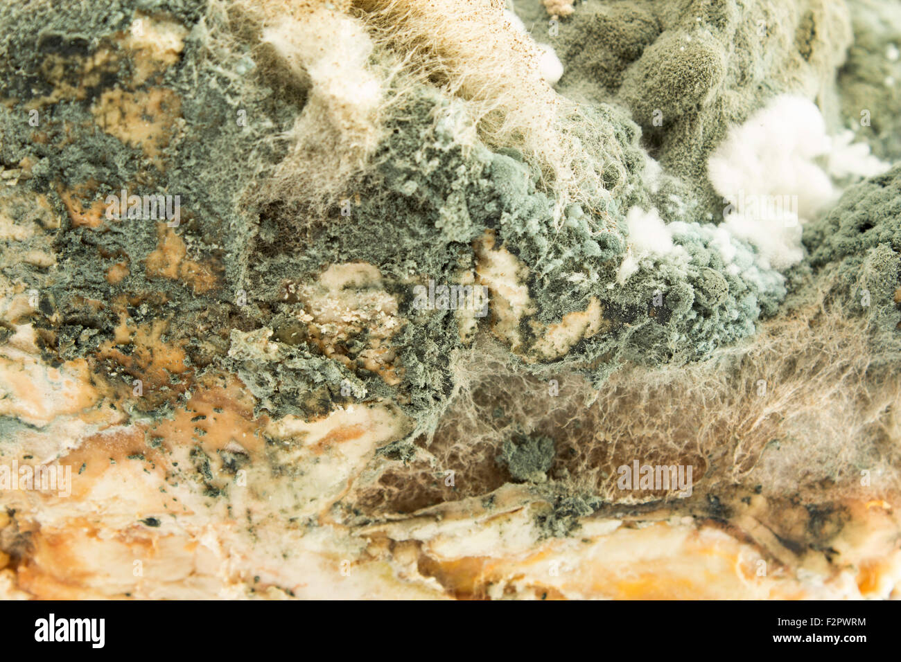 Moldy pork fat close up Stock Photo - Alamy