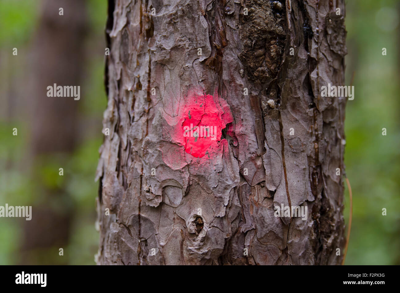 Coniferous tree marked for clearing Stock Photo - Alamy