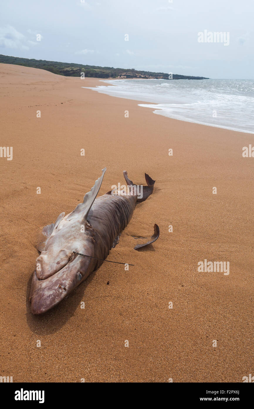 Dead shark beach hi-res stock photography and images - Alamy