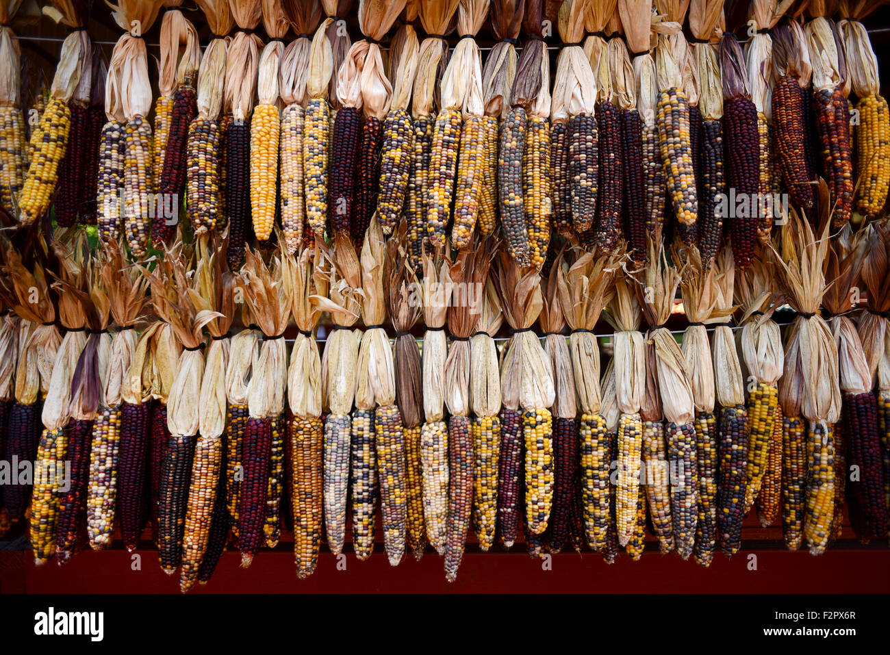 Indian corn farming hi-res stock photography and images - Alamy