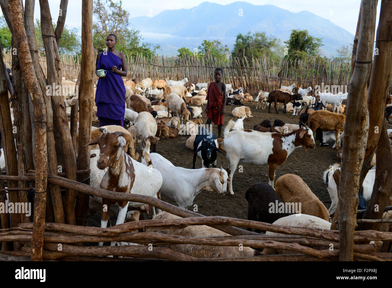 TANZANIA, Korogwe, Massai in Kwalukonge village, goats in fenced Kral ...
