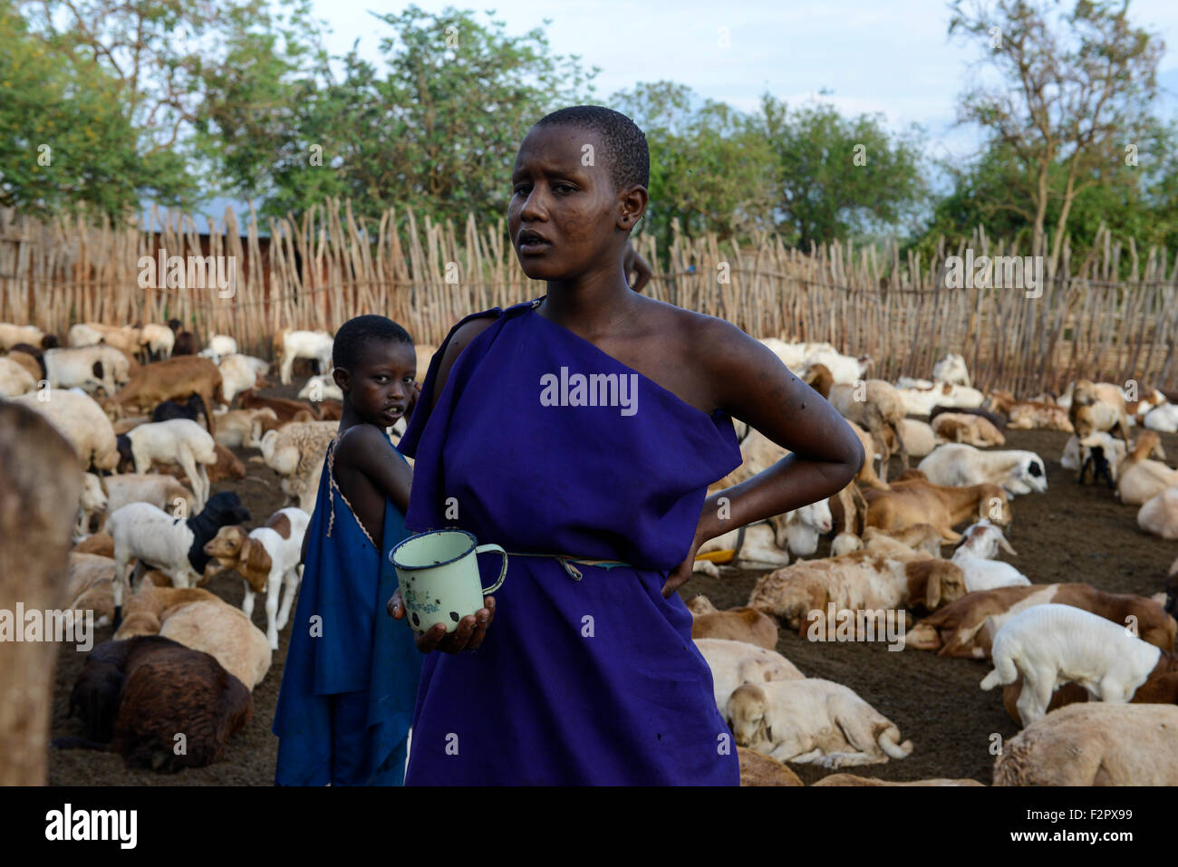 TANZANIA, Korogwe, Massai in Kwalukonge village, goats in fenced Kral ...