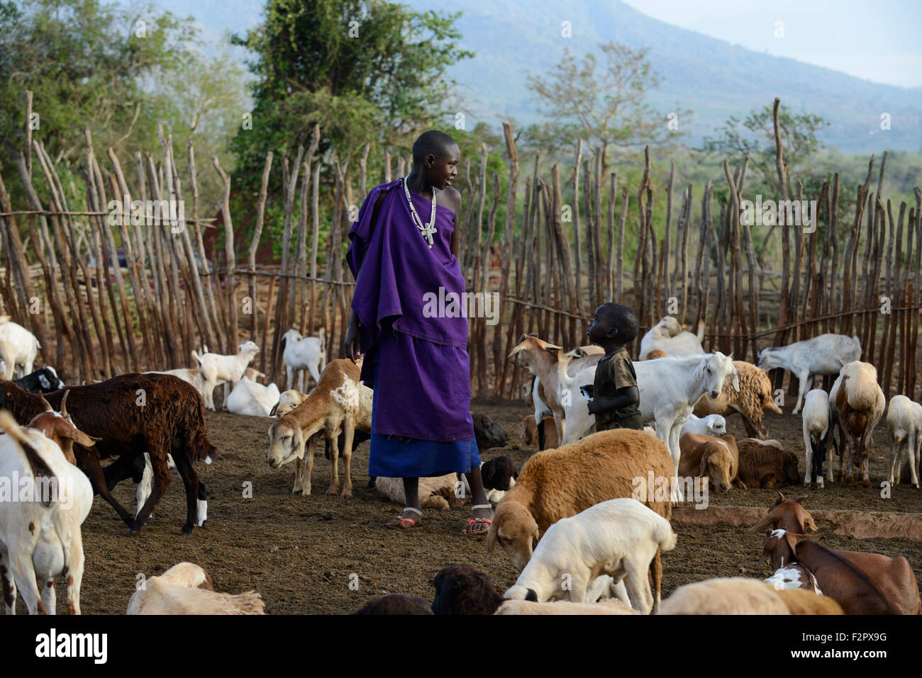 TANZANIA, Korogwe, Massai in Kwalukonge village, goats in fenced Kral ...