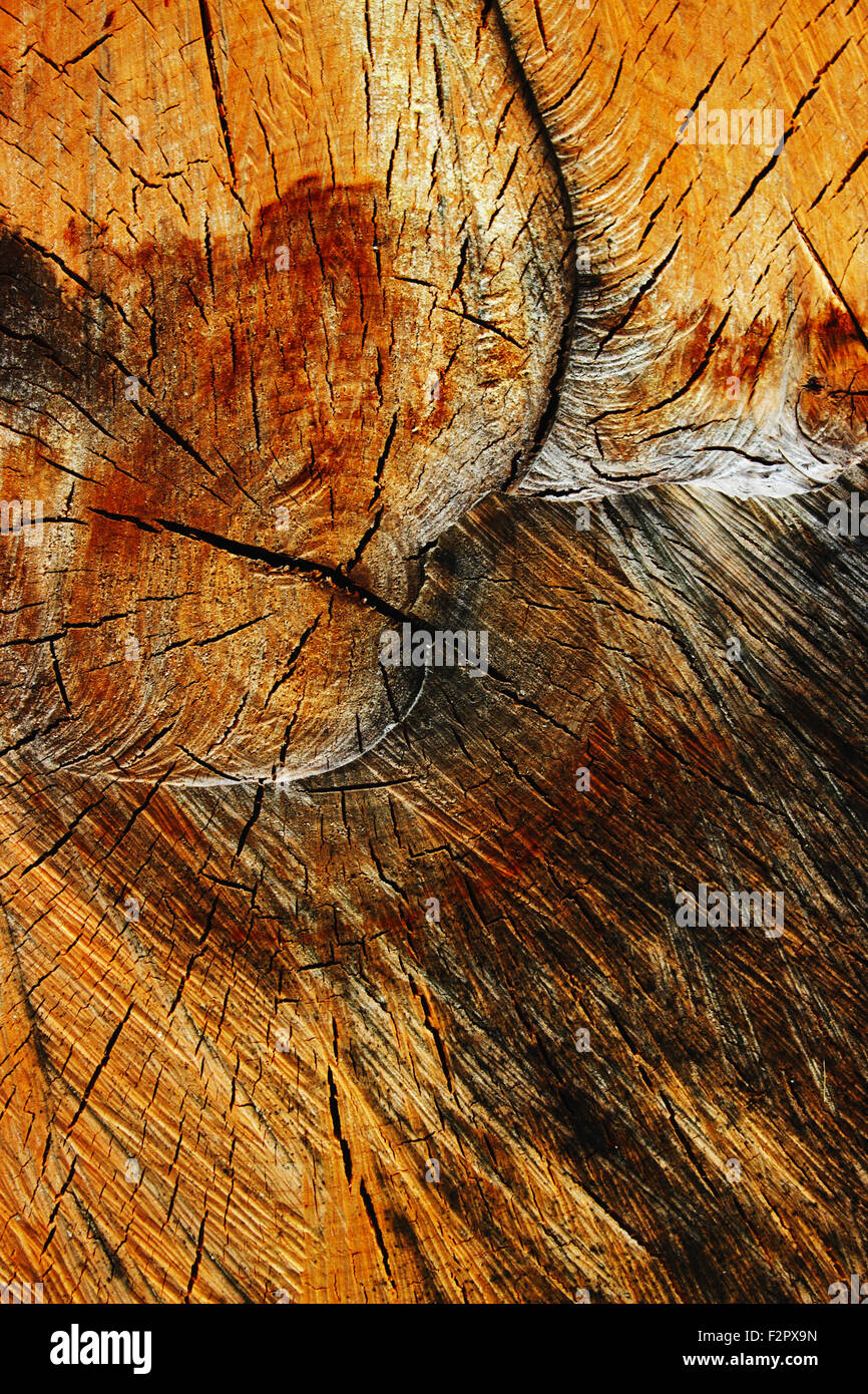Cross section birch tree hi-res stock photography and images - Alamy