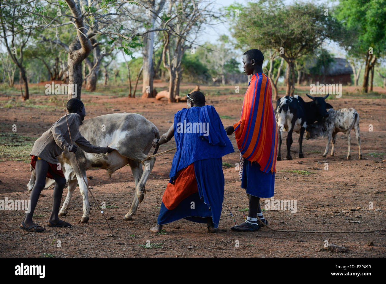 Masai hirte hi-res stock photography and images - Alamy