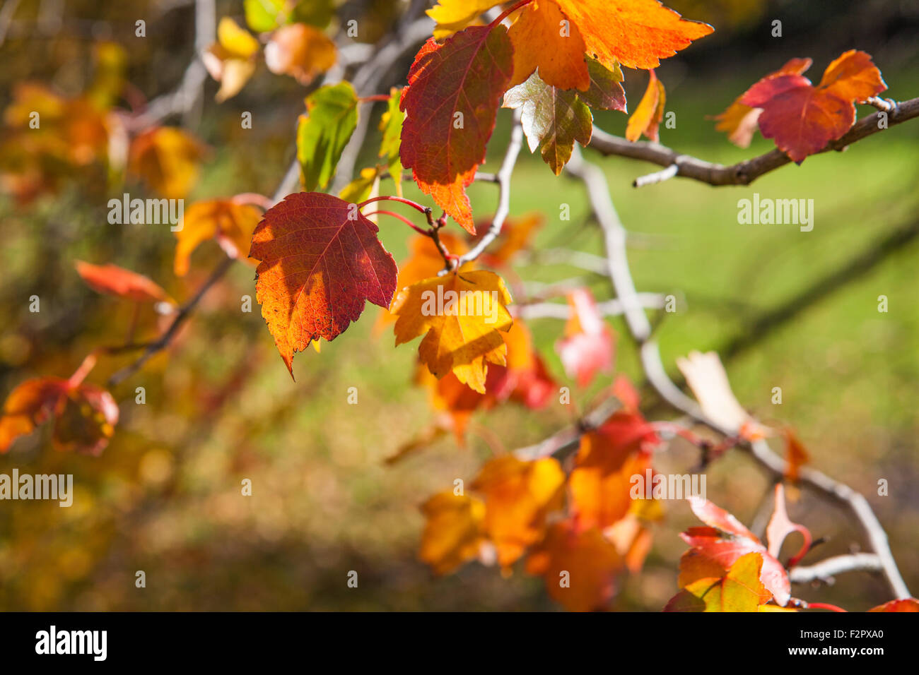 Australian autumn tree hi-res stock photography and images - Alamy