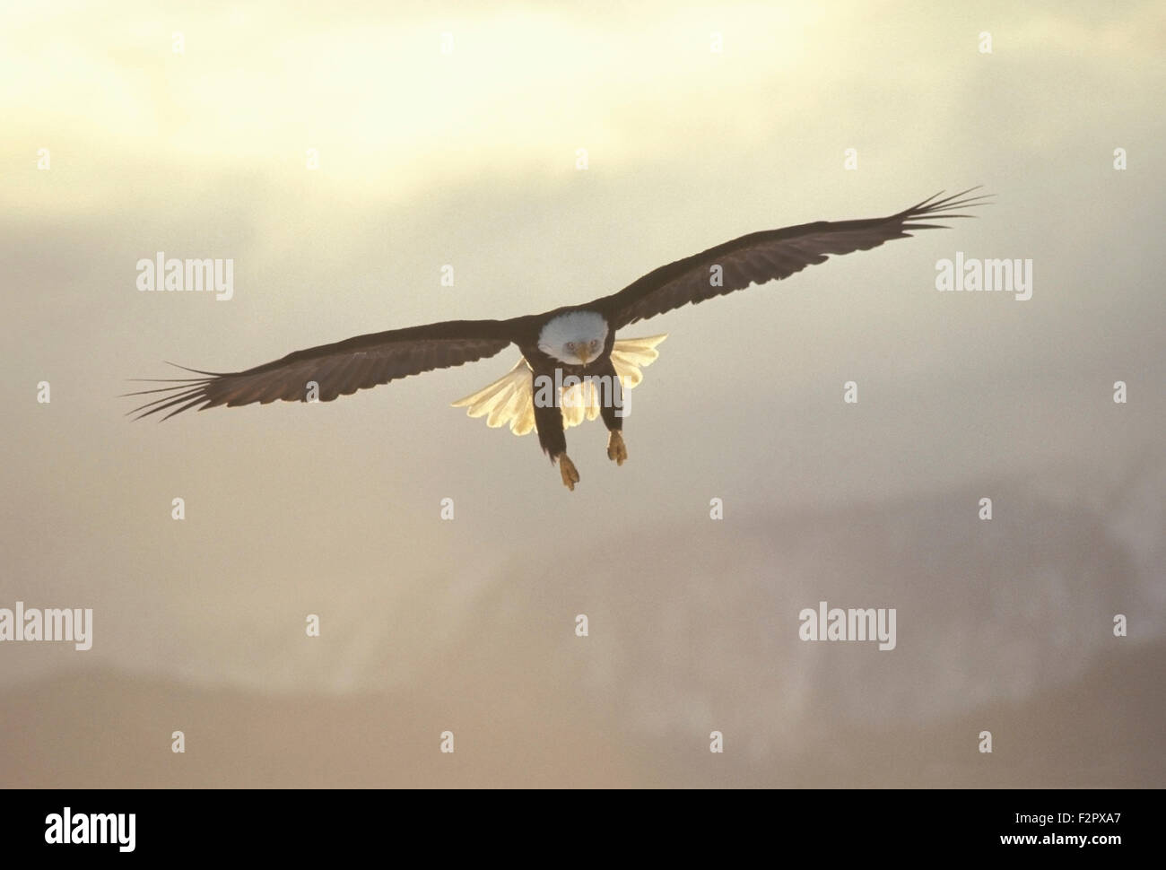 Bald Eagle (Haliaeetus leucocephalus) in flight the Kenai Peninsula, Southcentral Alaska Stock ...
