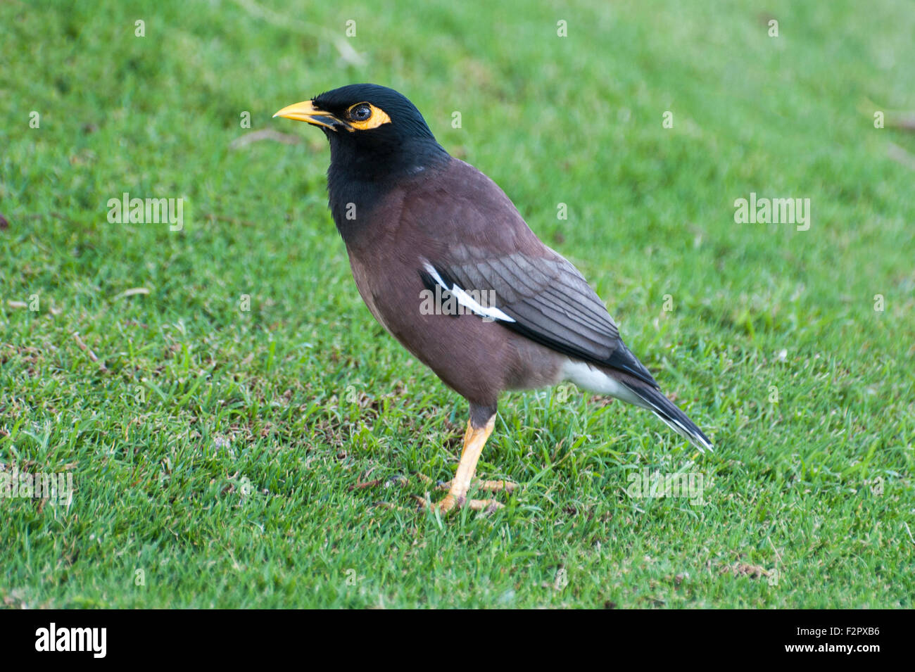 Myna bird hi-res stock photography and images - Alamy