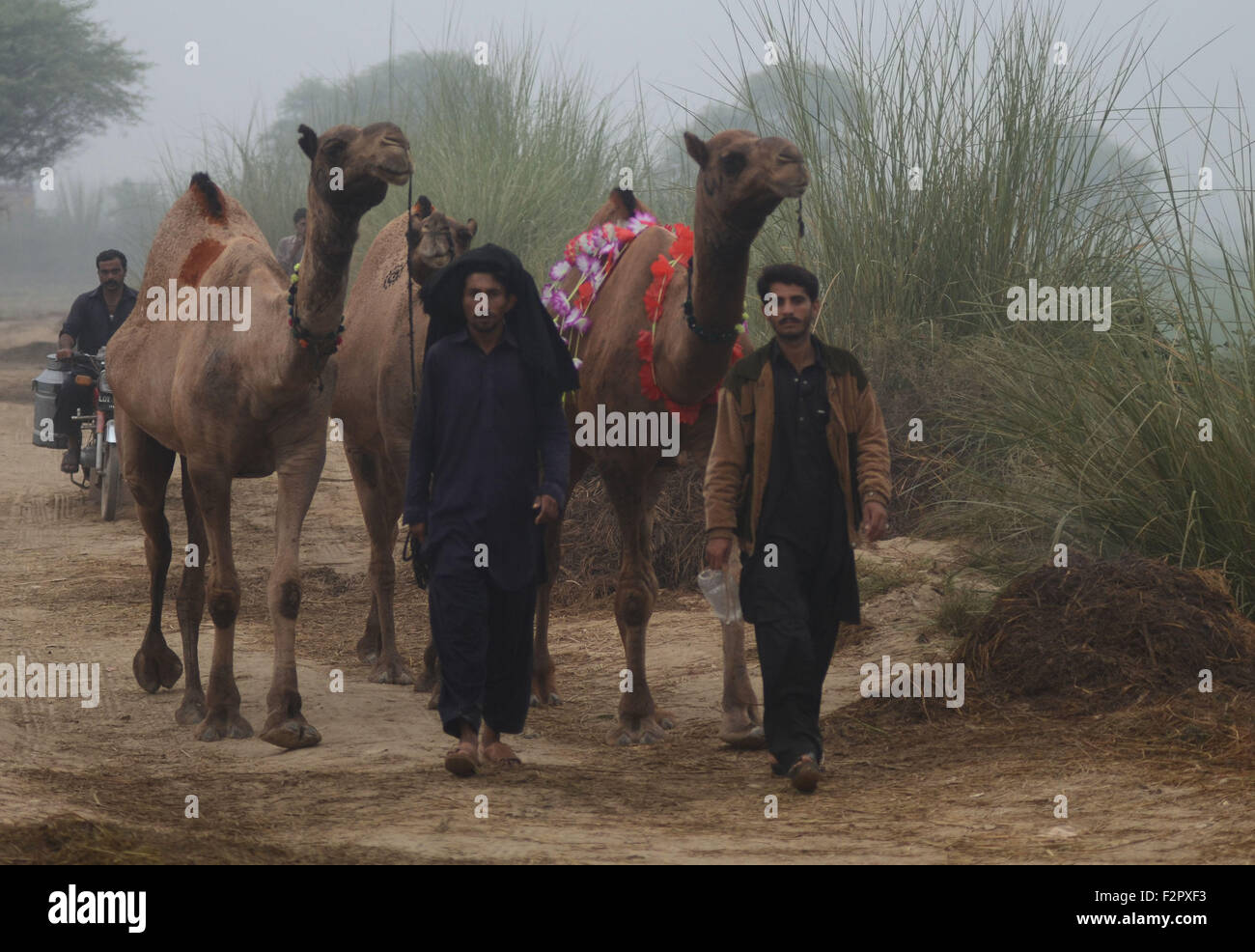Lahore, Pakistan. 22nd Sep, 2015. Pakistani camel traders display ...