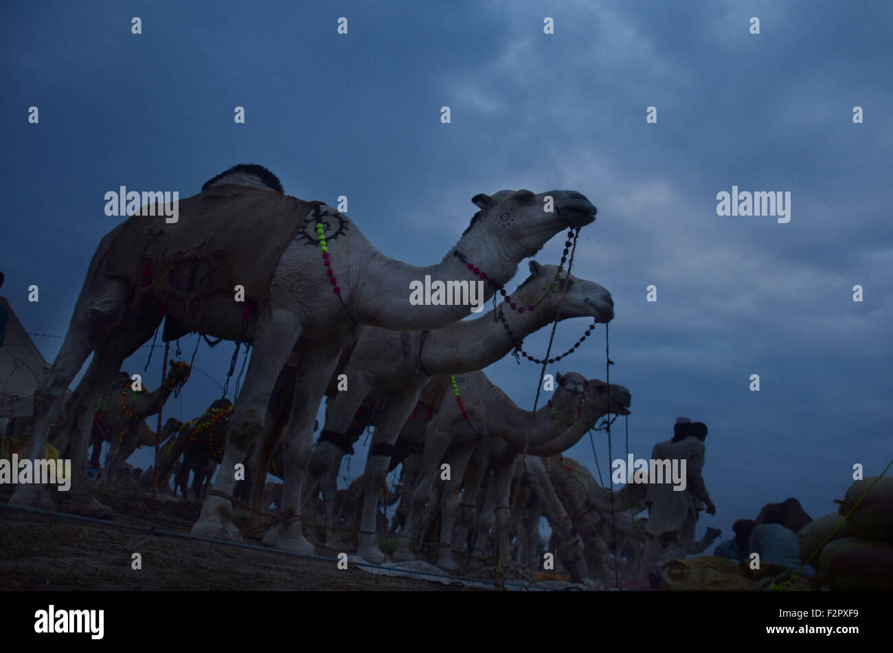 Lahore, Pakistan. 22nd Sep, 2015. Pakistani camel traders display ...