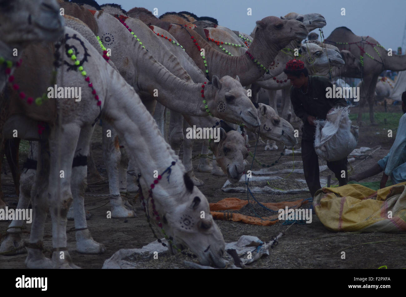 Lahore, Pakistan. 22nd Sep, 2015. Pakistani camel traders display ...