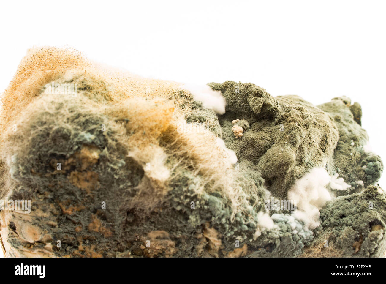 Moldy pork fat close up Stock Photo - Alamy