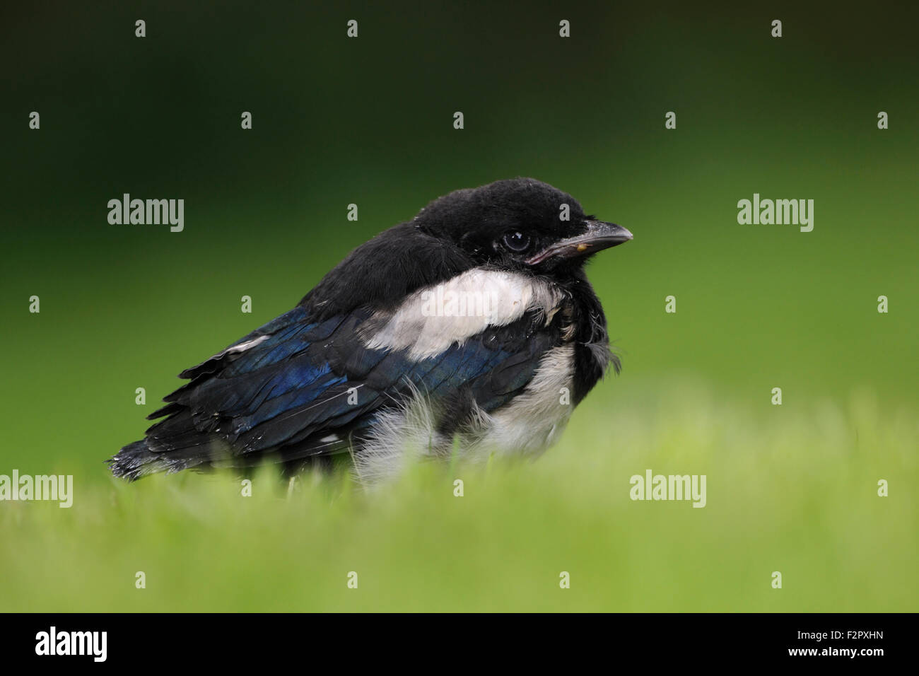 Echte elstern hi-res stock photography and images - Alamy