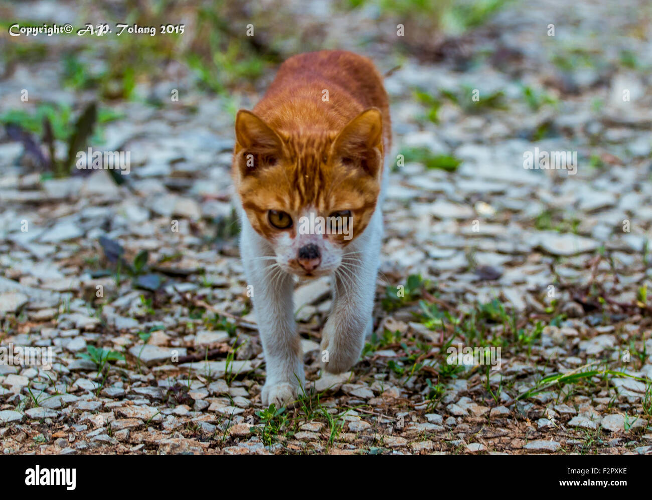 Ready position Cat Stock Photo - Alamy
