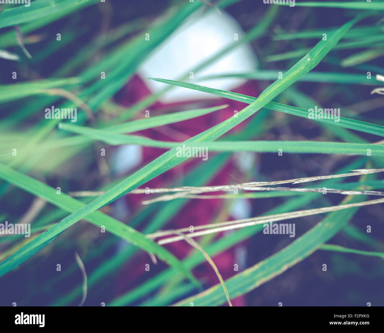 Retro Style Conceptual Image Of A Hipster's Retro Sneaker In Long Grass ...