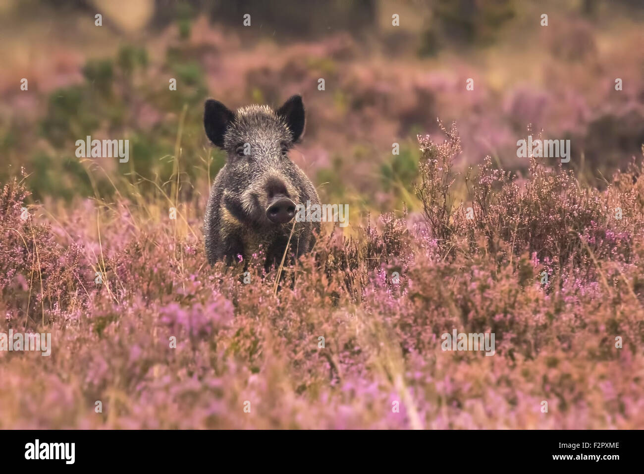 A wild boar, swine or pig (Sus scrofa) foraging in a field with purple ...