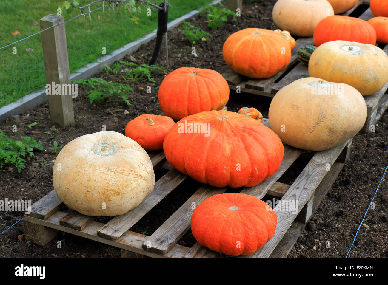 Pumpkins of various sizes Stock Photo - Alamy