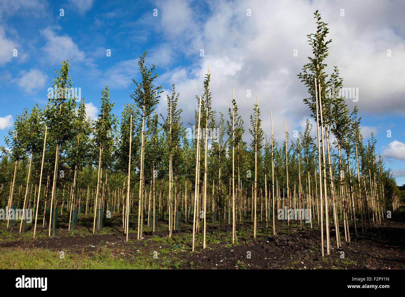 Sapling and mature tree hi-res stock photography and images - Alamy
