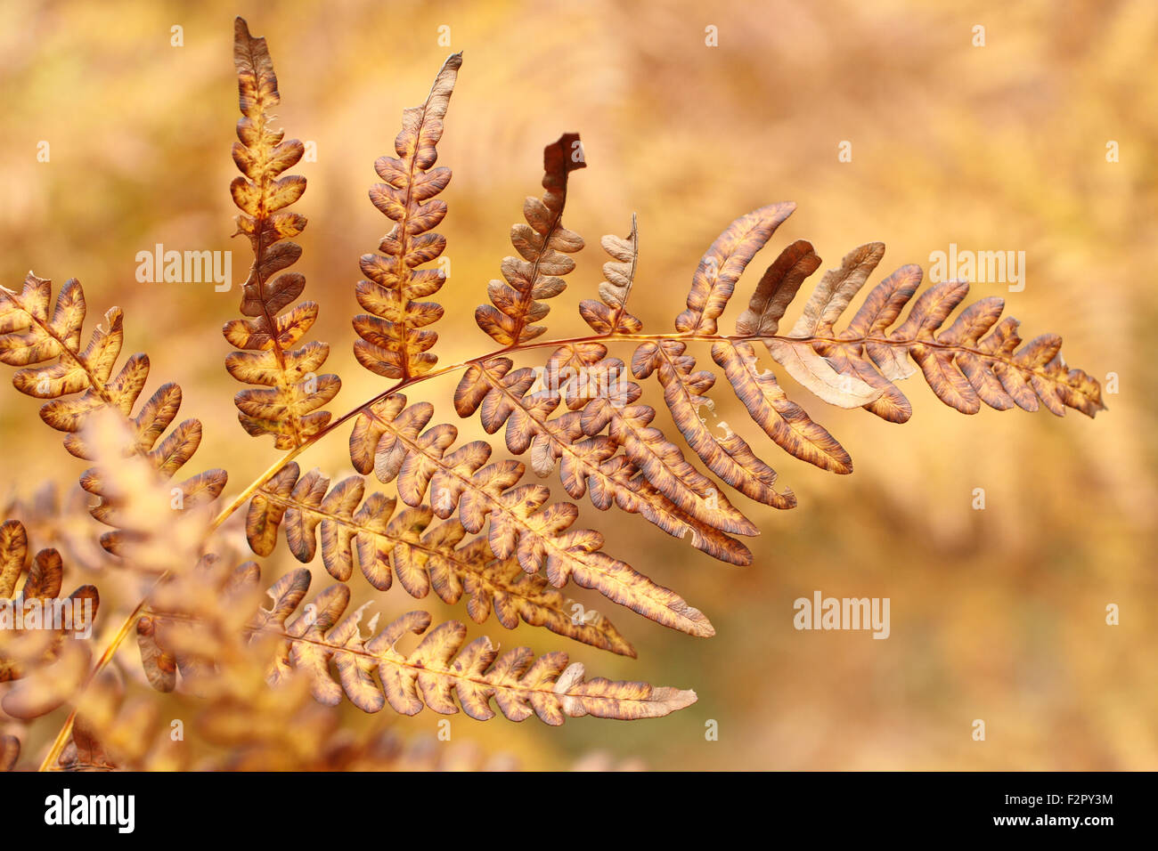 Filicales hi-res stock photography and images - Alamy