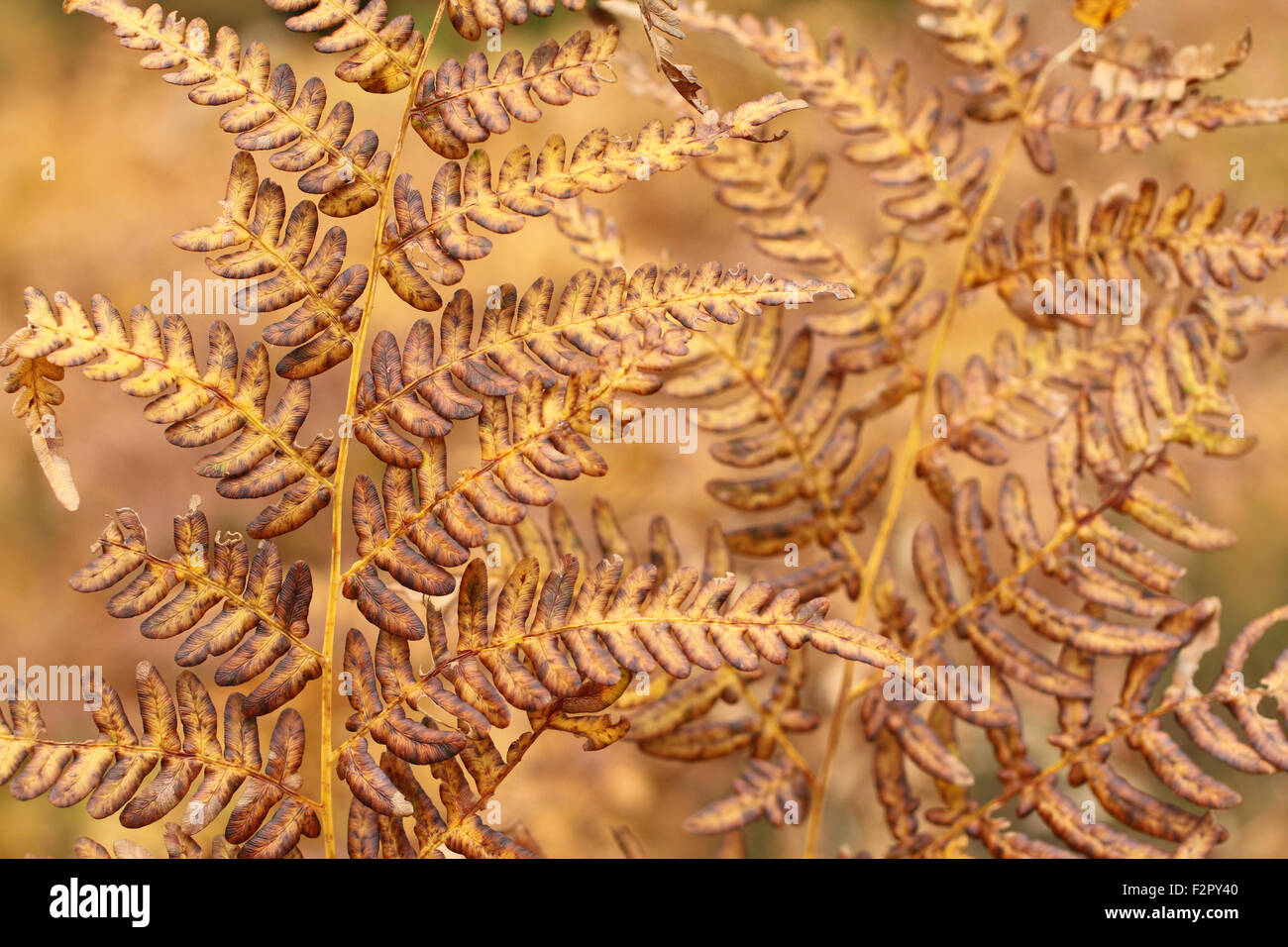 Autumn fern hi-res stock photography and images - Alamy