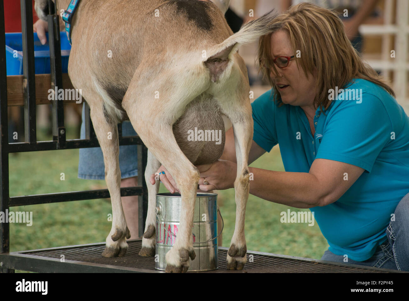 Hutchinson, Kansas. 9-18-2015 Goat milking contest at the Kansas State ...