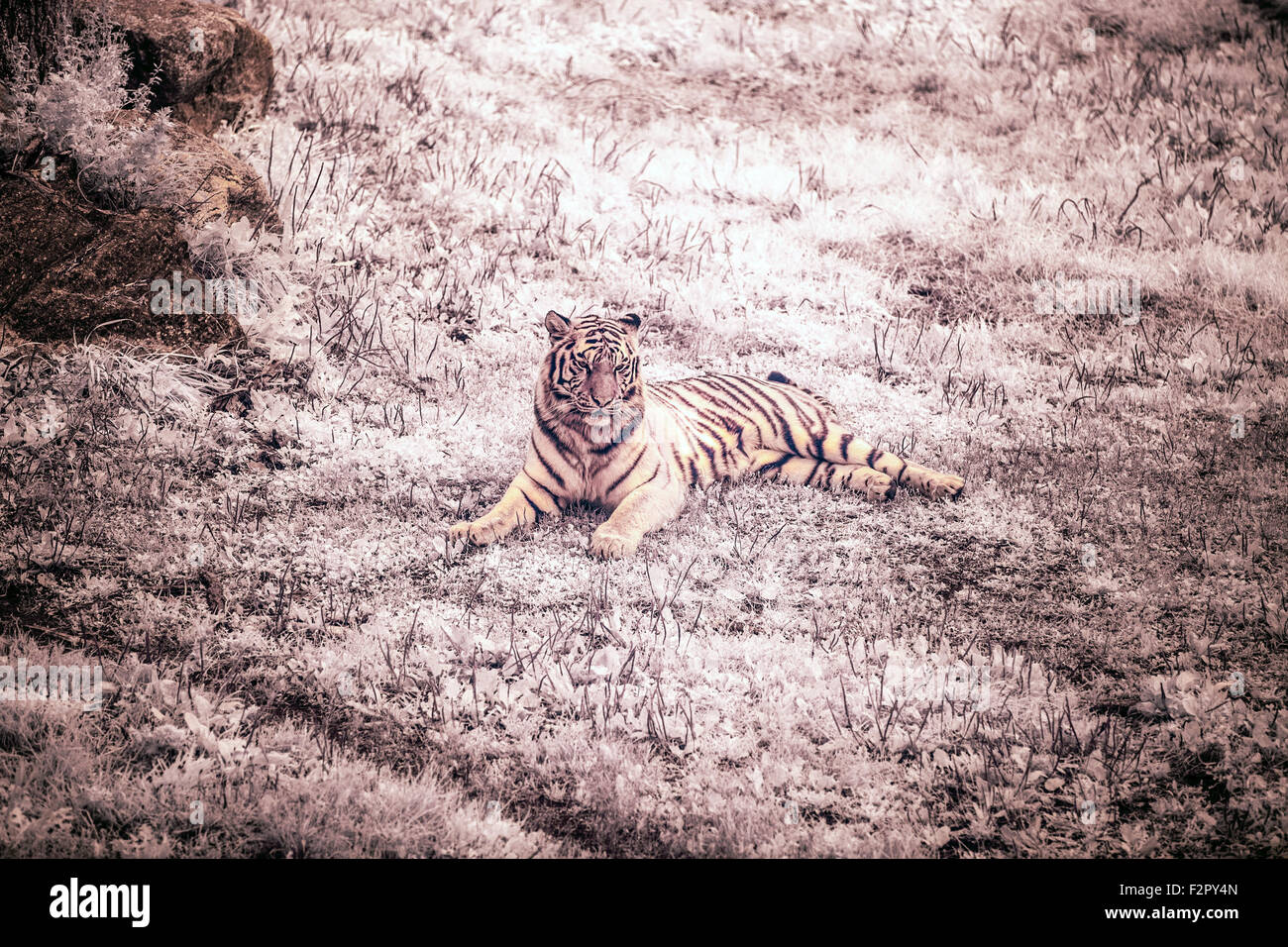 Tiger in infrared Stock Photo - Alamy