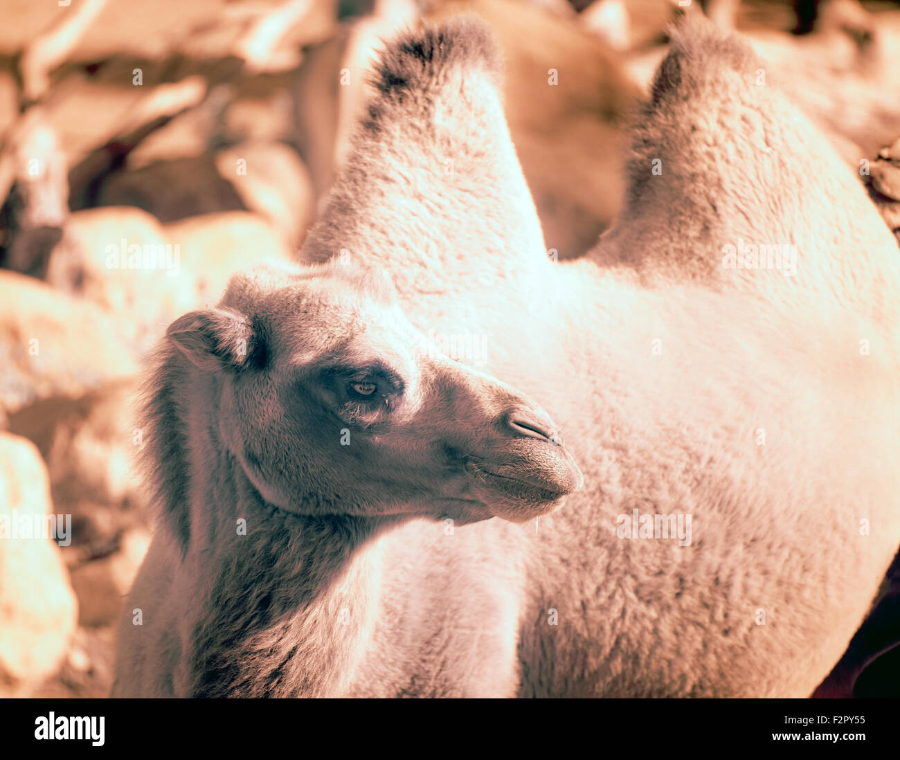 Hot https hi-res stock photography and images - Alamy