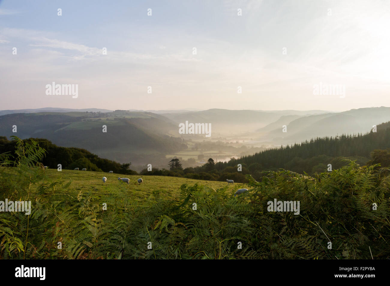 Looking down at Cwm Rheidol valley Wales UK Stock Photo - Alamy