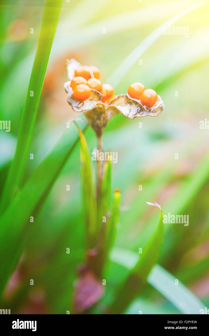 Beautiful orange peas in sunlight Stock Photo - Alamy