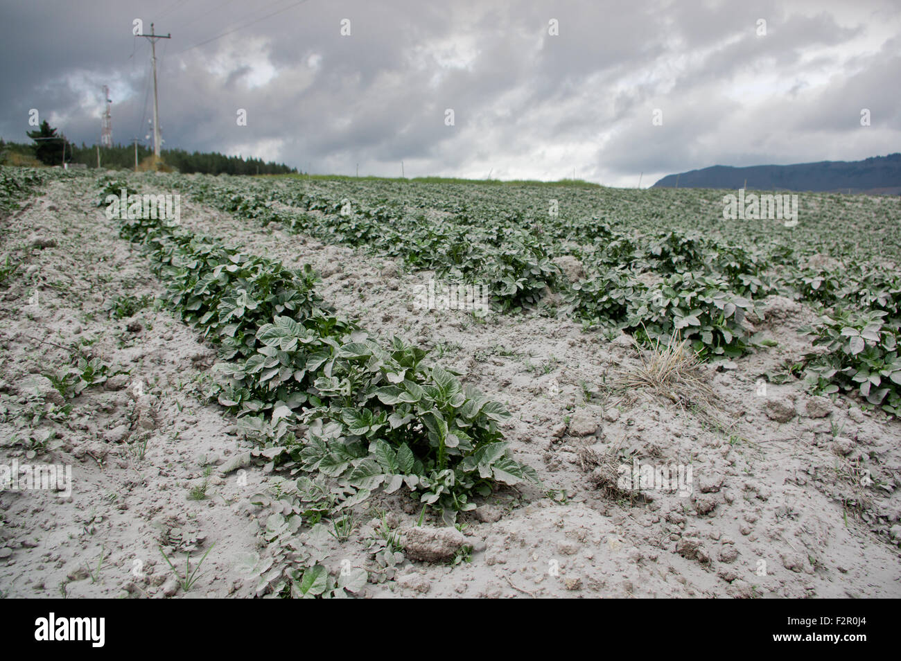 Cotopaxi volcano eruption, Ecuador Stock Photo - Alamy