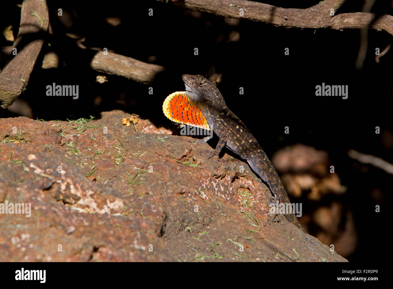 Maui anolis hi-res stock photography and images - Alamy