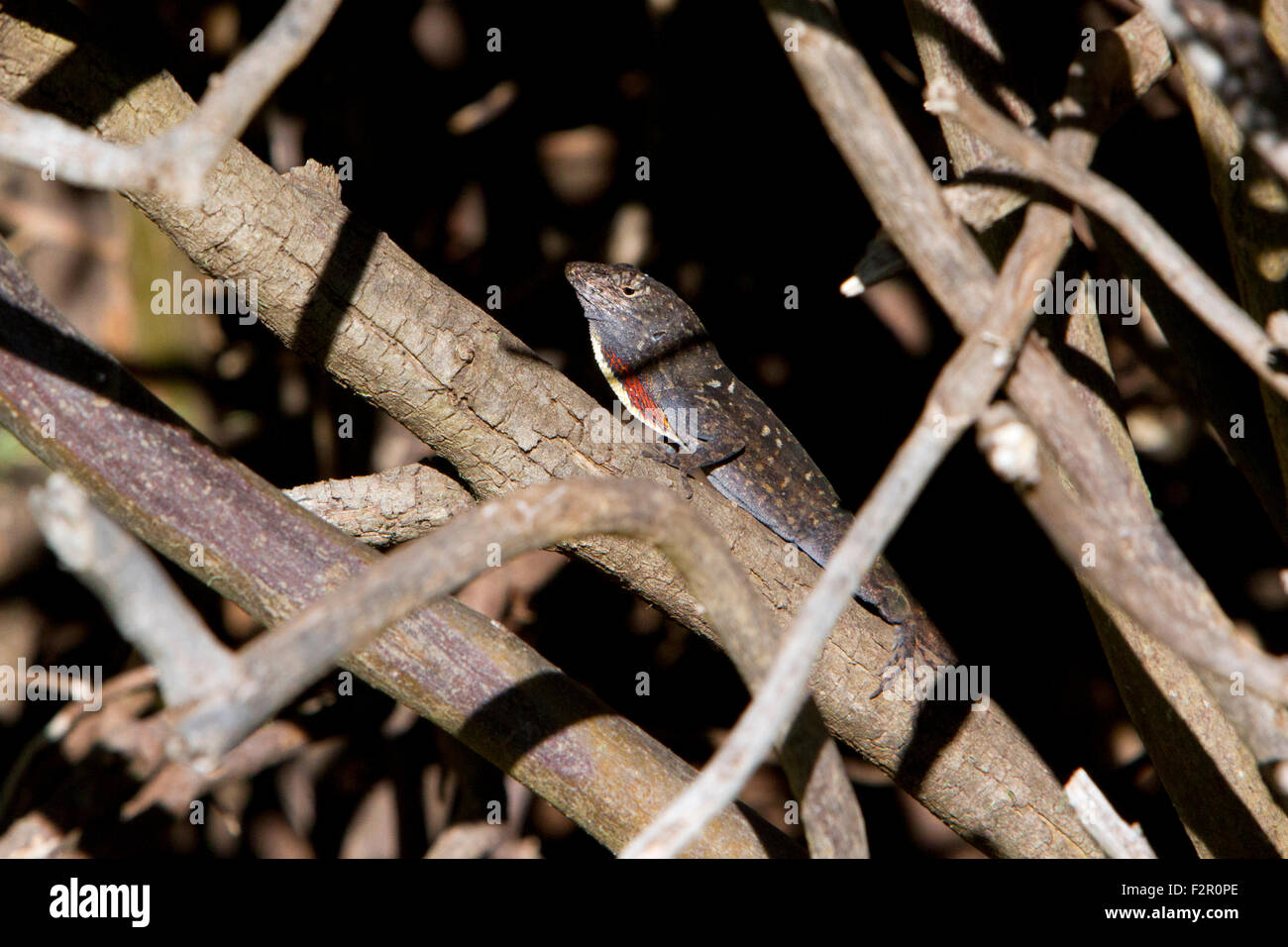 Maui anole hi-res stock photography and images - Alamy