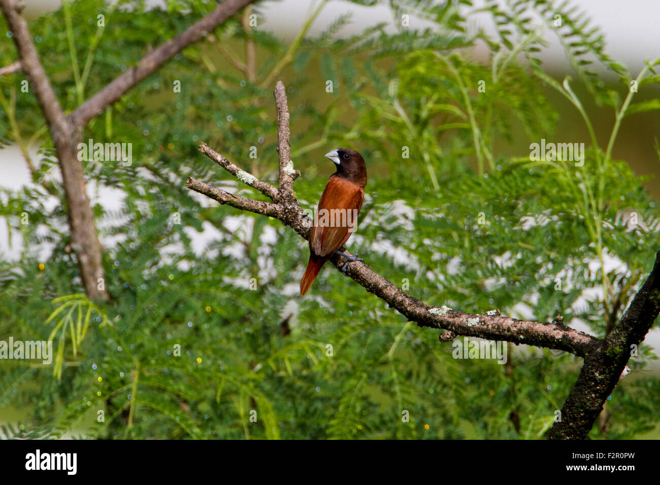 Chestnut munia hi-res stock photography and images - Alamy