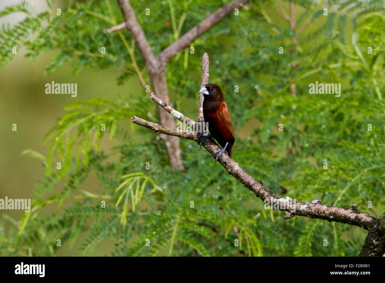 Chestnut munia hi-res stock photography and images - Alamy