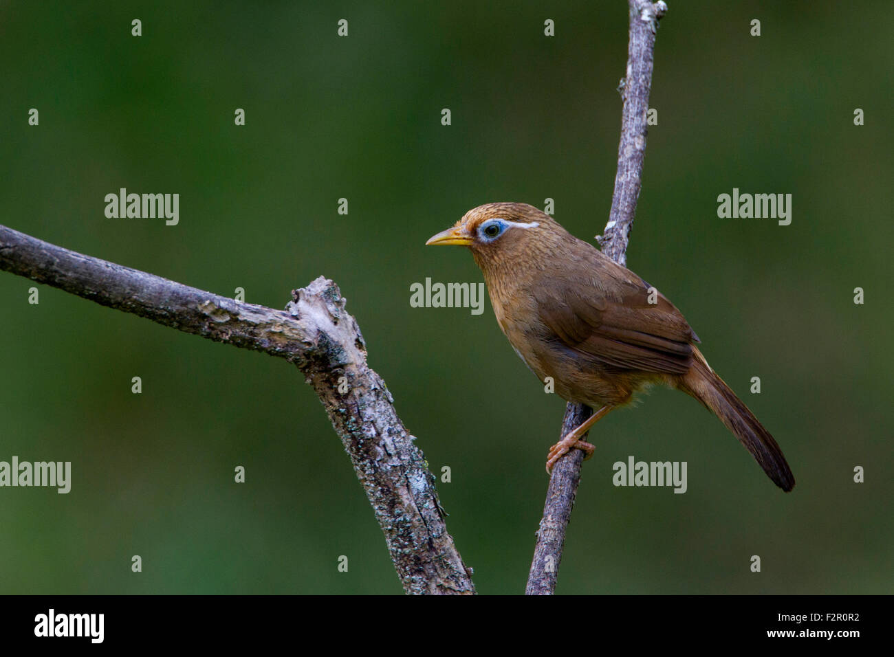 Chinese Hwamei (Garrulax canorus) or melodious laughingthrush perched ...