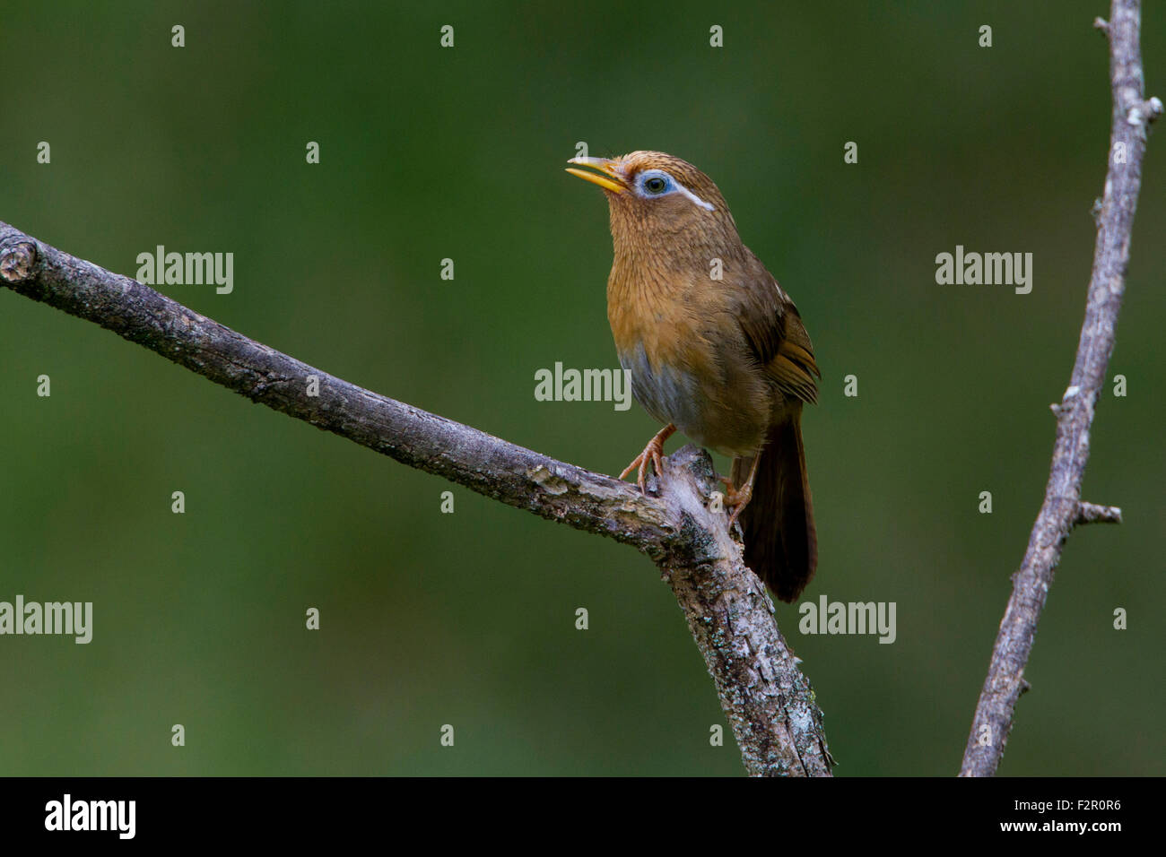 Chinese Hwamei (Garrulax canorus) or melodious laughingthrush perched ...
