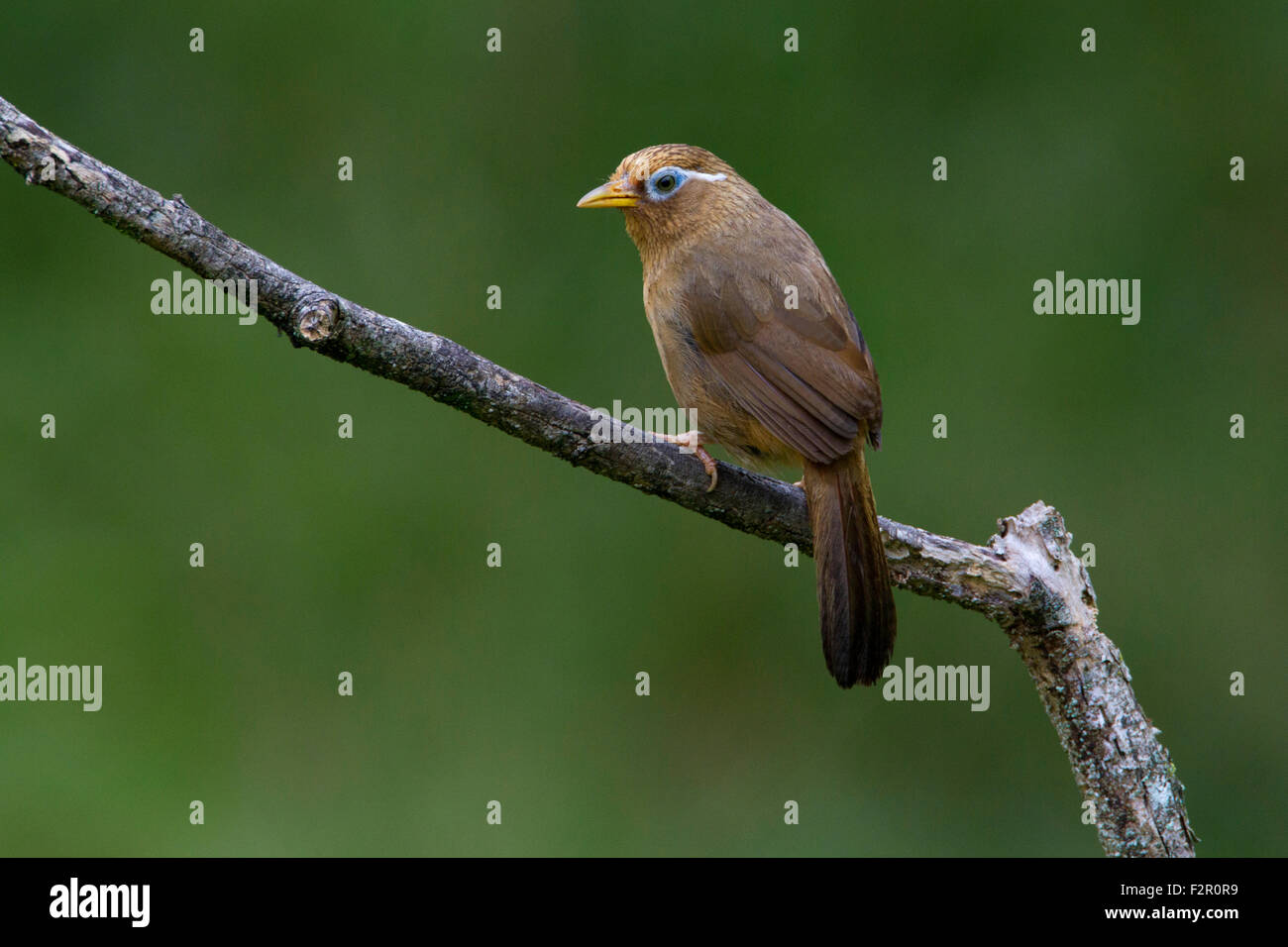 Chinese Hwamei (Garrulax canorus) or melodious laughingthrush perched ...
