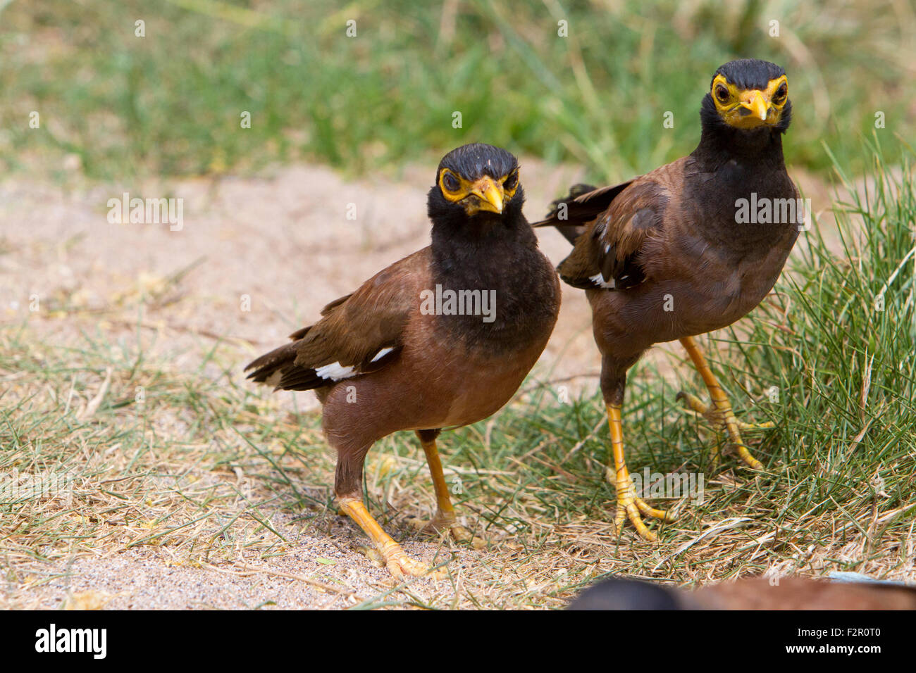 Mynas hi-res stock photography and images - Alamy