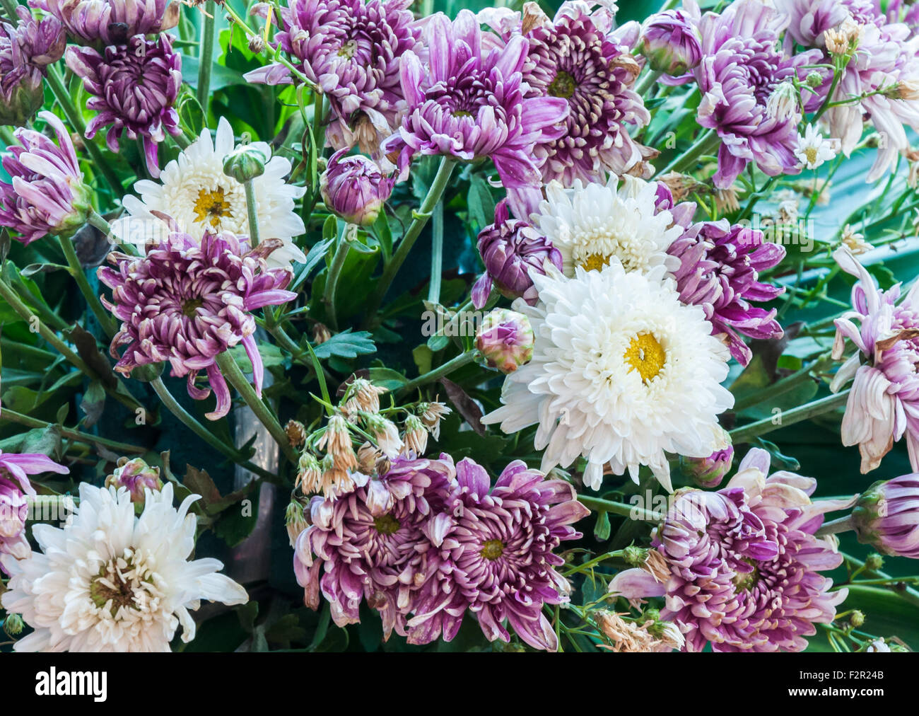 Withered daisy bouquet on the small party table Stock Photo - Alamy