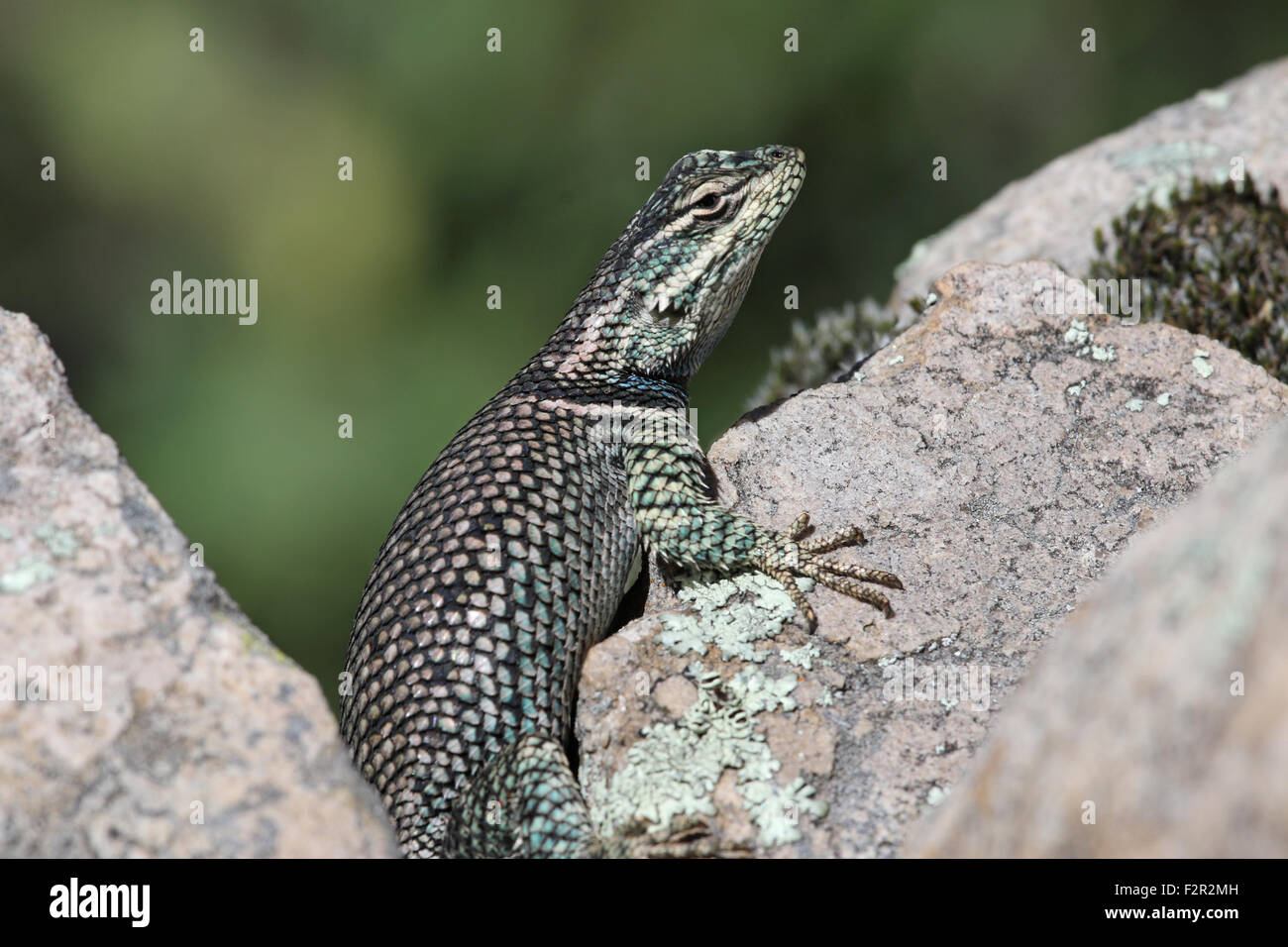 Yarrow's Spiny Lizard Up-Close Stock Photo - Alamy