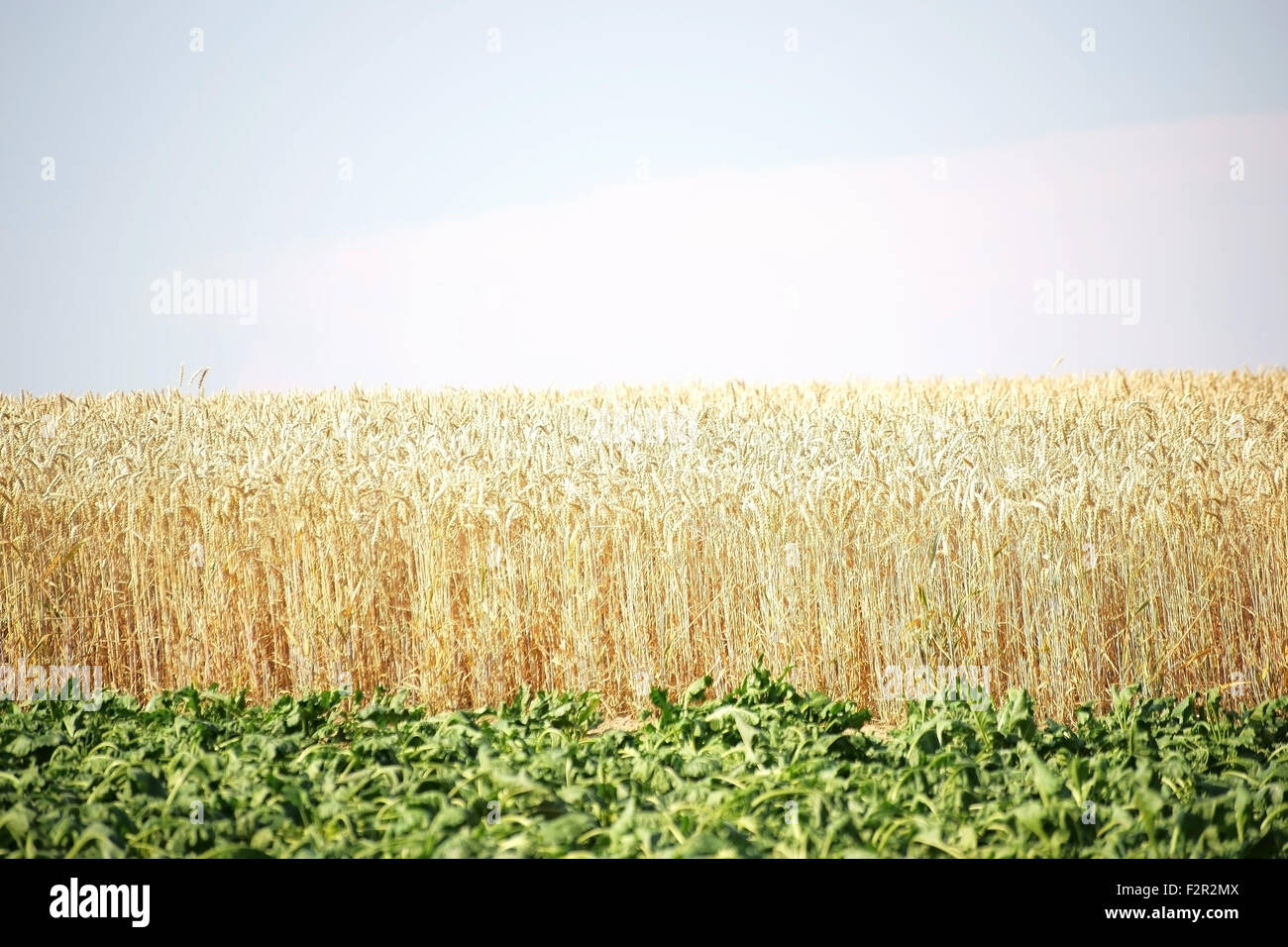 Fields in dry conditions Stock Photo - Alamy