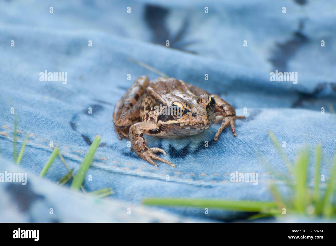 Blue spotted frog hi-res stock photography and images - Alamy