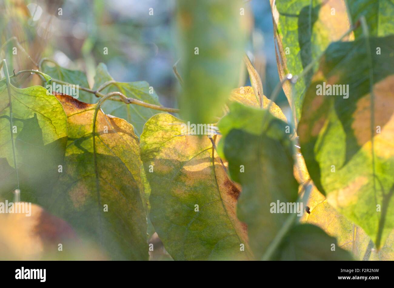 Sunlight on leaves hi-res stock photography and images - Alamy