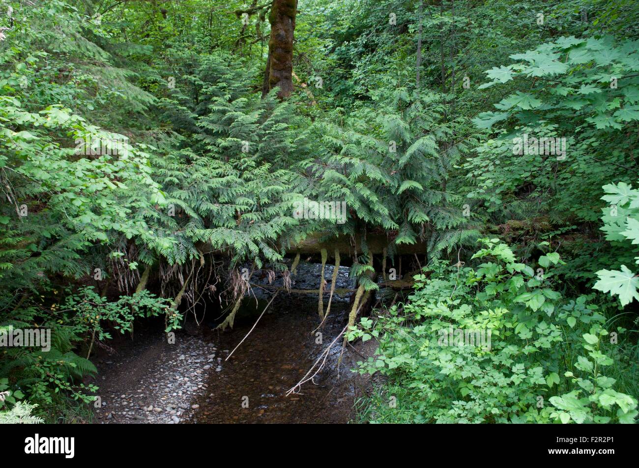 A Nurse log over a stream at Oakland Bay County Park, Shelton, WA ...