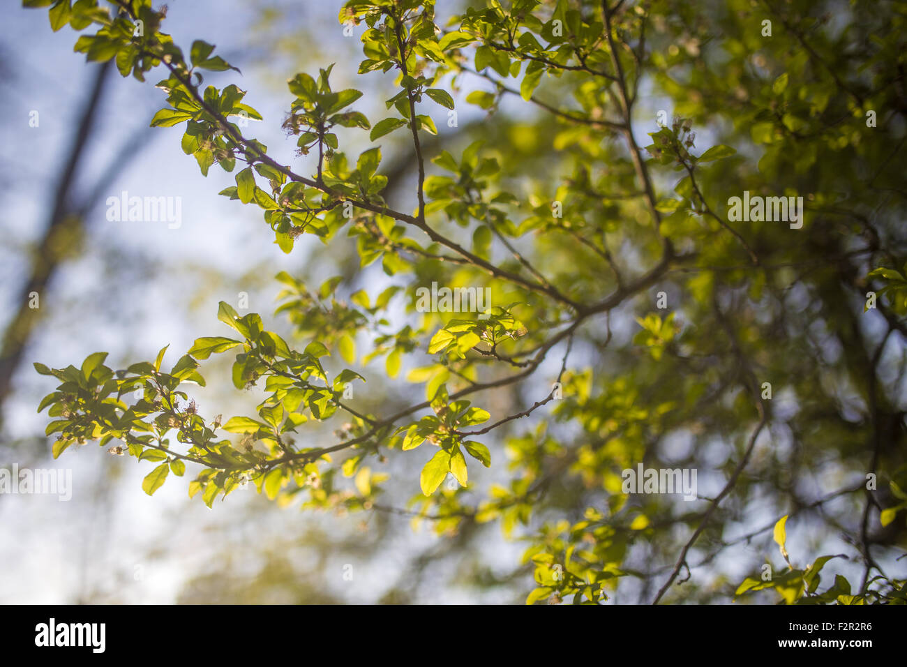 Summer sunlight green branch tree hi-res stock photography and images ...