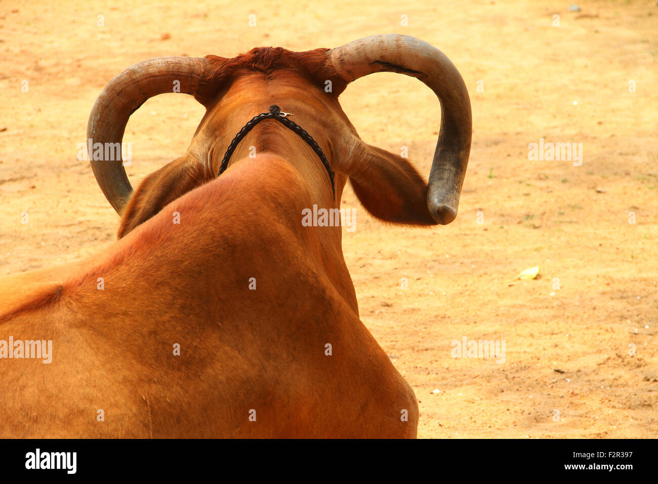back view of cow horns Stock Photo - Alamy