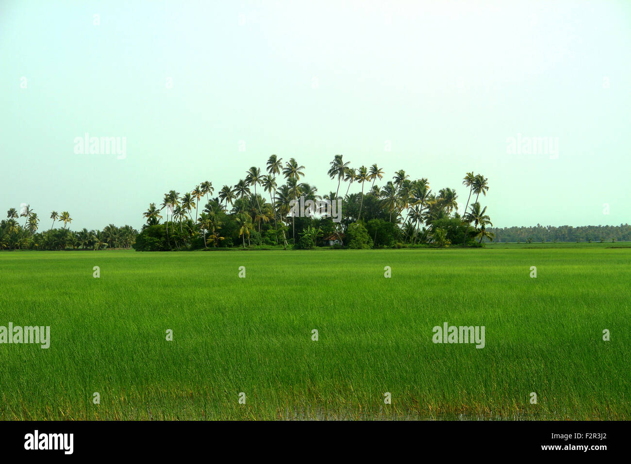 Indian Green paddy field Stock Photo - Alamy