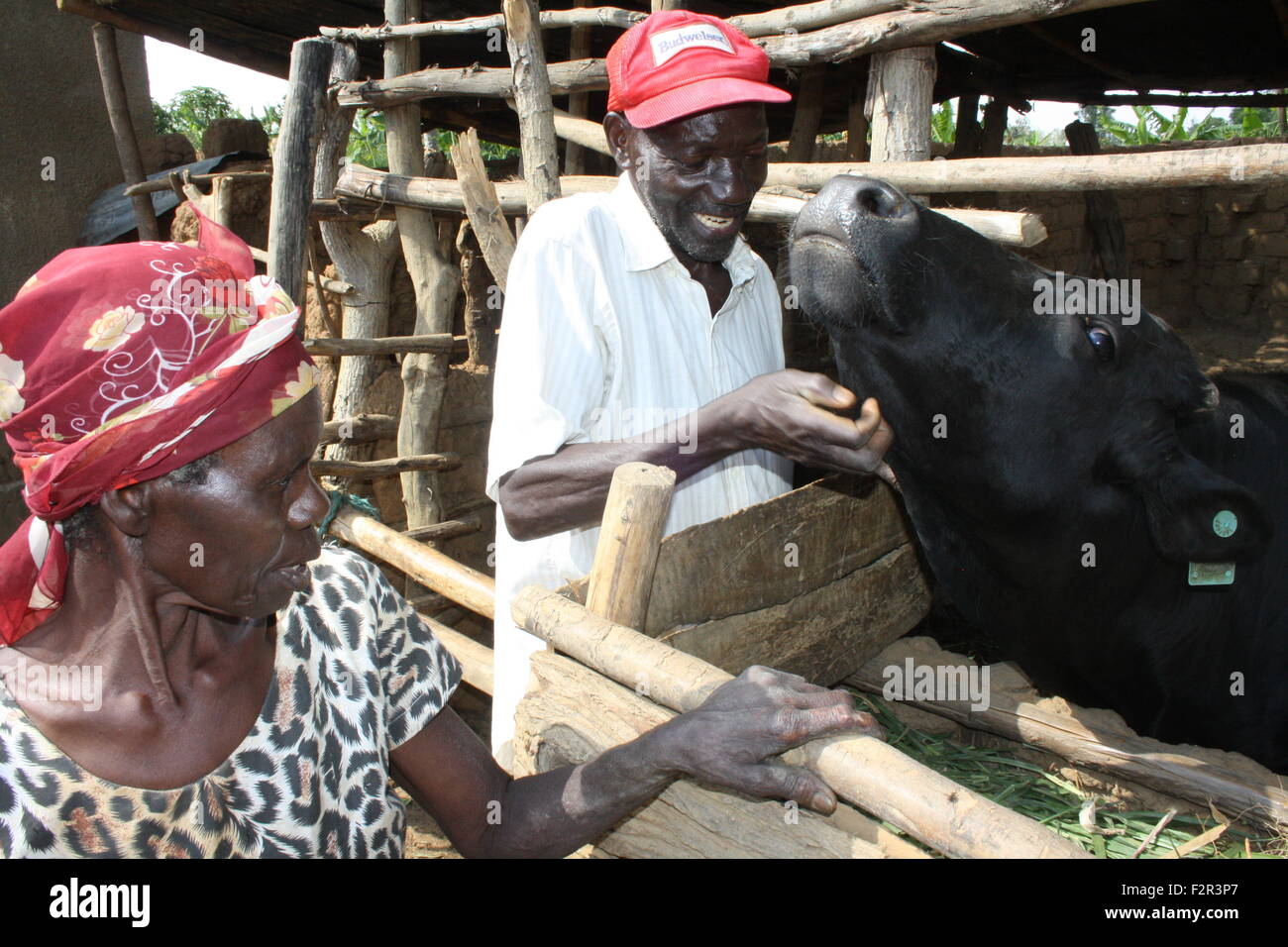 Mayange, Rwanda. 18th Sep, 2015. Farmer Berikmasi Mugabo tickles the ...