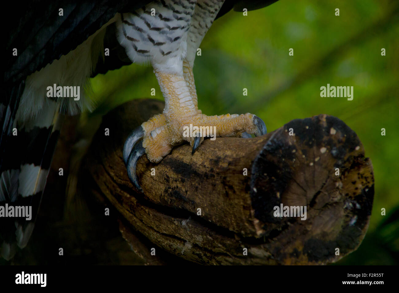close up of a bird claw Stock Photo - Alamy